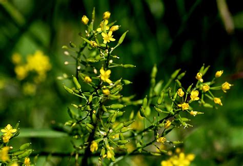 Rorippa Pyrenaica Berro Amarillo En Waste Magazine