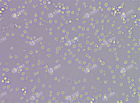Thp 1 人单核细胞公司 Thp 1 人单核细胞 Wt细胞系价格 艾迪基因