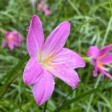 Desenho De Flor De Lirio Rosa Lírio Conheça Suas Características