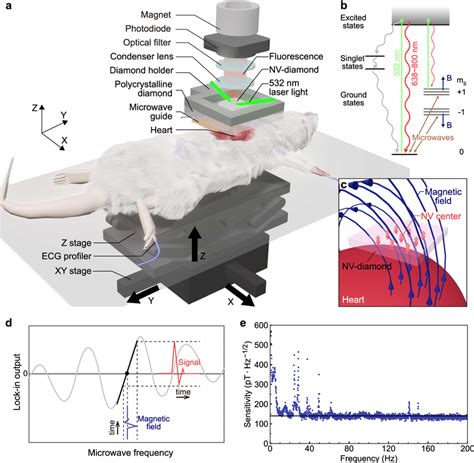 Magnetocardiography Based On A Solid State Quantum Sensor A Schematic Download Scientific