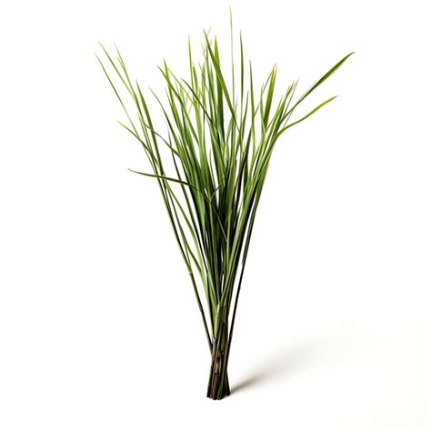 Premium Ai Image Pathfinder Switchgrass Muted Green Single Leaf