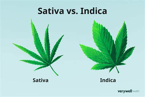 Sativa Cannabis Indica Vs Sativa Understanding The Differences Xsmdfy