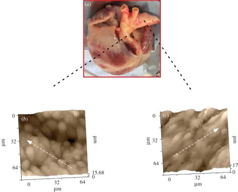 Aorta Cell Alignment And Architecture A Intact Hearts And Attached Download Scientific