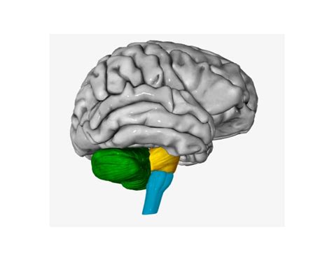 Outer Brain Structures Hbs Pltw Quiz