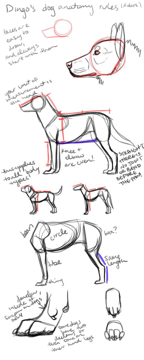 Dingo S Dog Anatomy Rules It Does By Dingomutt On Deviantart Artofit