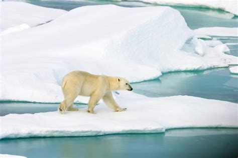 나날이 빨라지는 지구온난화 느려도 가야할 탄소감축의 길 이코노믹데일리
