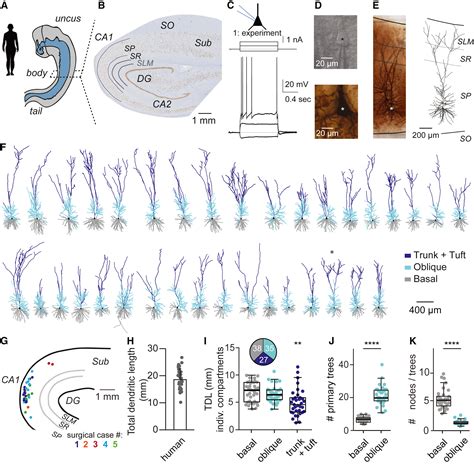 Morpho Electric Diversity Of Human Hippocampal Ca1 Pyramidal Neurons