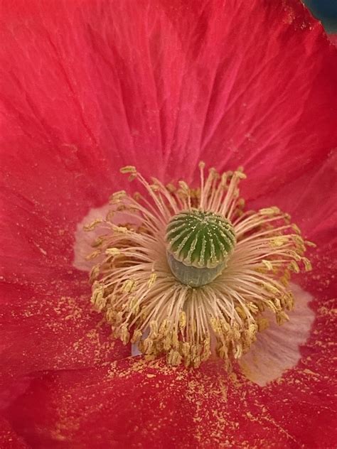 How To Cut Off A Sample The 2 Stick Heading Revisited Plus I Cant Resist More Flower