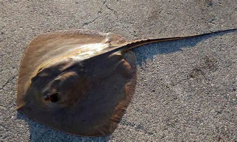 海洋生物数据大全 赤魟 搜集癖