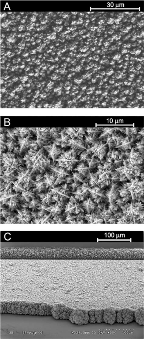 Scanning Electron Micrographs Of The Surface Morphology Of The