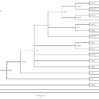 Bayesian Inference BI Tree And Maximum Likelihood Method ML Tree Of Download Scientific