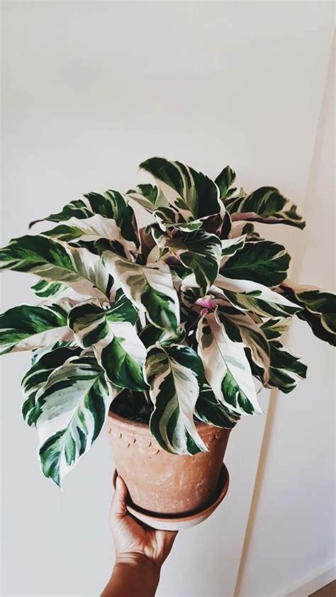 Begonia Maculata Artofit