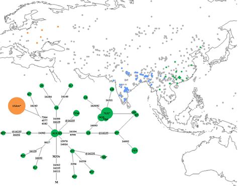Median Joining Network Of Haplogroup M33c The Median Joining Network