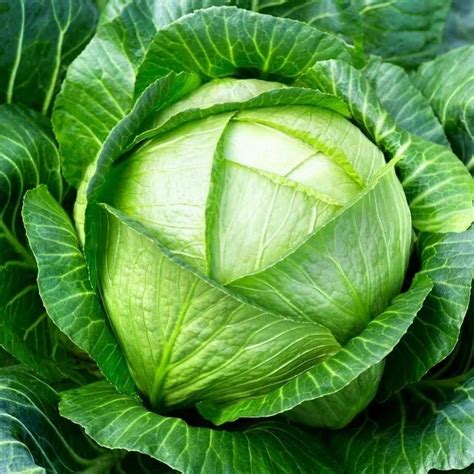 A Grade Green Cabbage At ₹ 10 Kg कैबेज In Patna Id 2855889201297