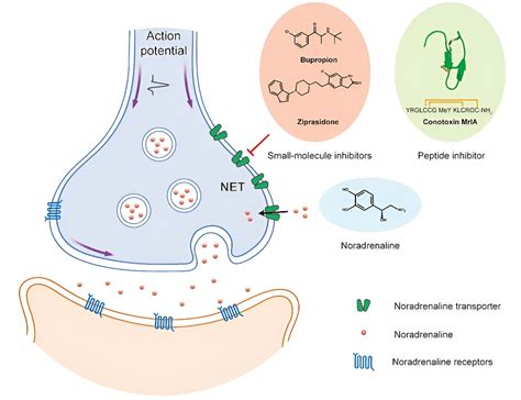 Norepinephrine Neurotransmitter Neuro Nutrition Nutrition Essentials