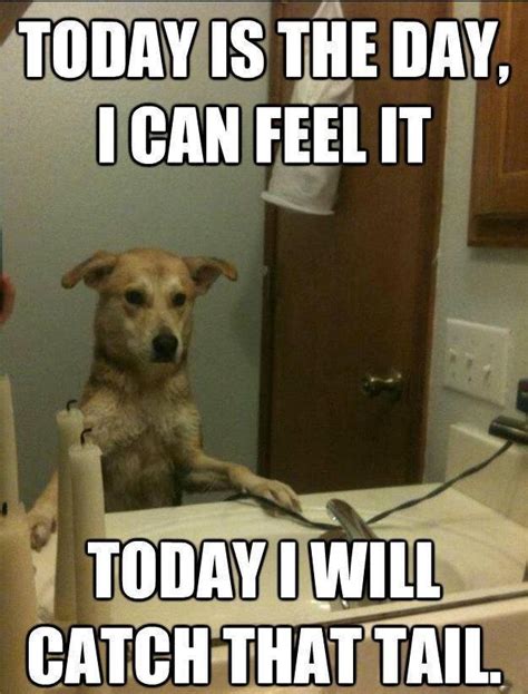 25 Funny Dog Memes Dogtime Funny Dog Meme With Quote Funny Dog