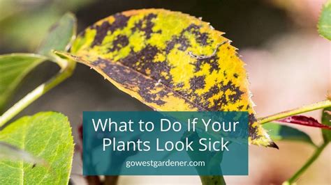 How To Identify Sick Plants At Kristian Hamm Blog