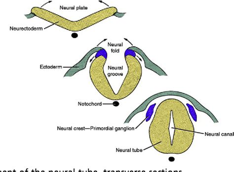 Figure 1 From Embryonic Development Of The Central Nervous System