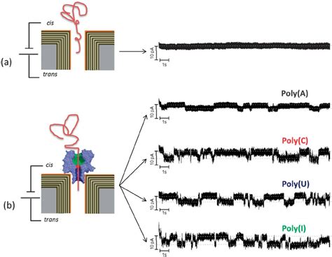 Polynucleotide Translocation Signals A A Typical Current Time Signal