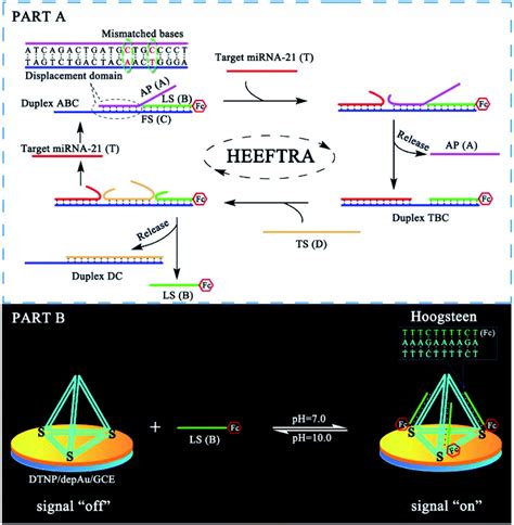 Programmable Mismatch Fueled High Efficiency Dna Signal Converter Chemical Science Rsc
