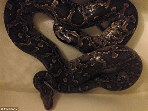 20 Foot Python On The Loose In Missouri Daily Mail Online