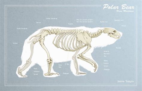 Bear Bones Unveiling The Skeletal Secrets