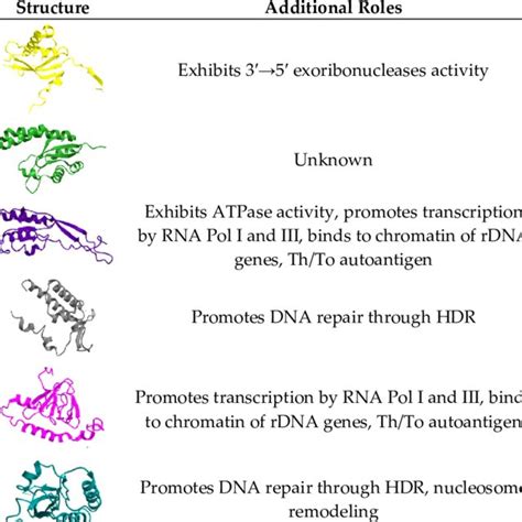 Rnase P Rnp Subunits And Additional Roles Download Scientific Diagram