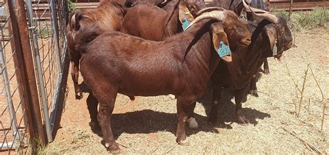 Yanda Station Rangeland Goats Kalahari Red Goat Breeders In Australia