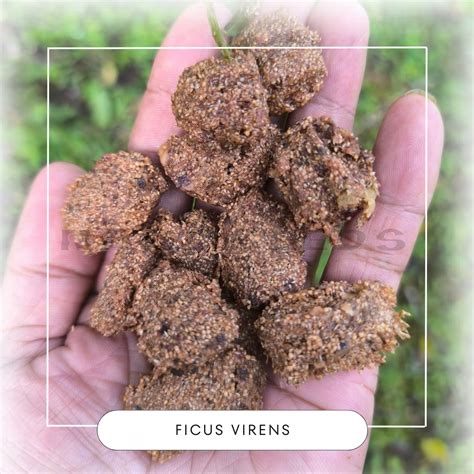 Ficus Virens Seeds White Fig • Rare Seeds Id Your Seeds Source