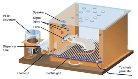 Theory Of Operant Conditioning Knowledge Base