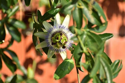 Premium Photo Passiflora Caerulea