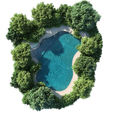 Top View Of European Ash Tree Top View Of European Ash Tree Png