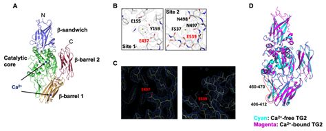 Three Dimensional Structure Of Human Transglutaminase 2 Tg2 With
