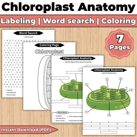 Chloroplast Anatomy Chloroplast Labeling Diagram Worksheetswordsearch