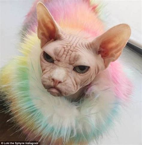 10 საინტერესო ფაქტი სფინსქის კატის შესახებ