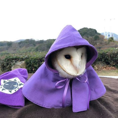Cute Owl In A Purple Hooded Jacket