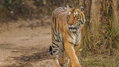 Jim Corbett Things You Probably Didnt Know About The National Park