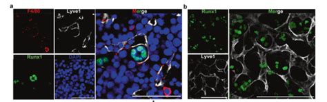 文献速递 首次发现了小鼠胎肝发育中造血干细胞和多能祖细胞扩增的基本功能单元，为造血干细胞的体外扩增提供了新的理论支持。 知乎