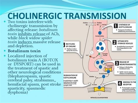 Cholinergic Brain Mind Article