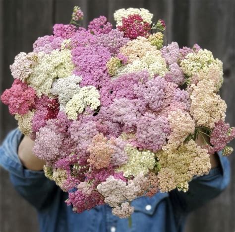 Achillea Wedding Flowers For June 2023 Wholesale Flowers