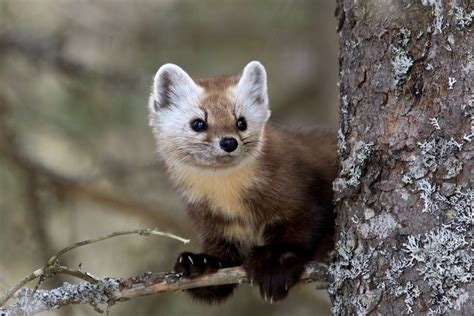 Image Result For Humboldt Marten