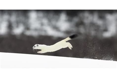 Красотата на дивата природа в снимки Галерия