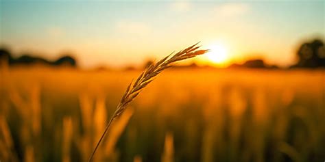 Golden Sunset Over Wheat Field Background Golden Wheat Field Wheat