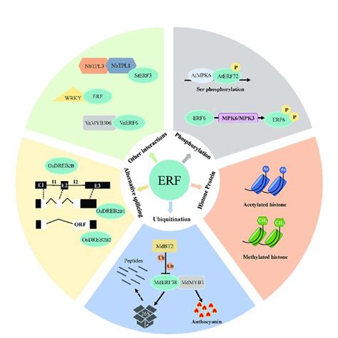Different Regulatory Patterns Of Erf Transcription Activation