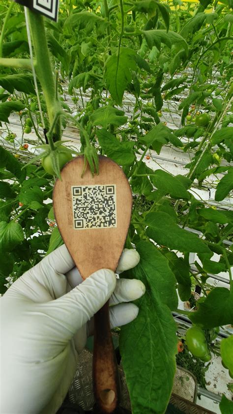 Tomatoseg Semantic Segmentation Dataset By Tomatoseg