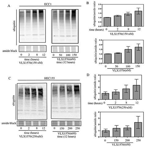 Usp14 Is A Predictor Of Recurrence In Endometrial Cancer And A