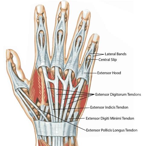 Extensor Tendon Injuries Hand Surgery Hand Specialist Montreal And Ottawa Clinic