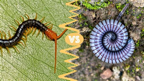 millipedes vs centipedes what s the difference