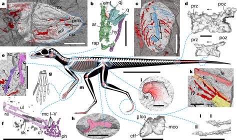 Newly Revealed Anatomical Features Of S Taylori A Nhmuk Pv R3557 Download Scientific Diagram