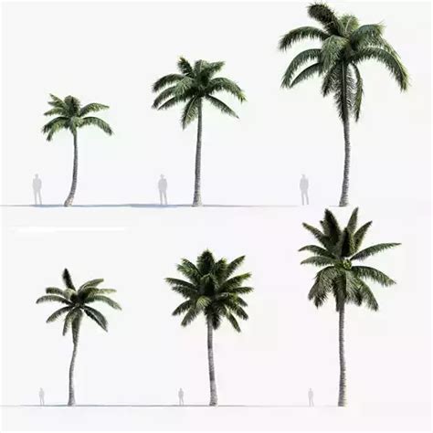 Cocos Nucifera Coconut Palm 3d Model Cgtrader